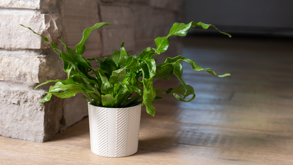 Crocodile Fern Plant Care Guide - Living House